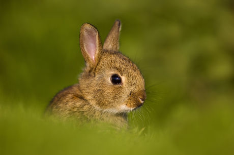 250 Rabbit ear Stock Pictures, Editorial Images and Stock Photos ...
