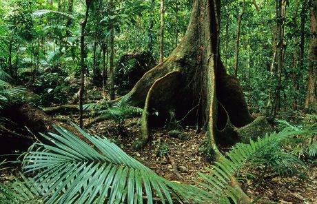 Tropical Rainforest Daintree Rainforest National Park Editorial Stock ...