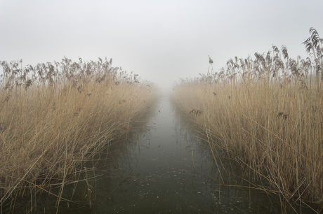 Common Reed Phragmites Australis Reedbed Mist Editorial Stock Photo ...