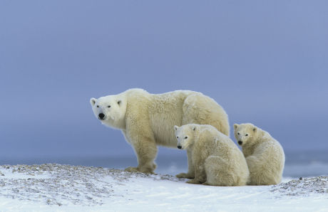 89 Polar bear offspring Stock Pictures, Editorial Images and Stock ...