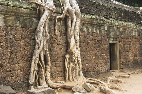 33 Som tree Stock Pictures, Editorial Images and Stock Photos ...
