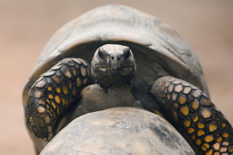 Mating Red Footed Tortoise Geochelone Carbonaria Editorial Stock Photo ...