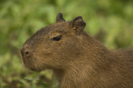 35 Capibara Stock Pictures, Editorial Images and Stock Photos ...