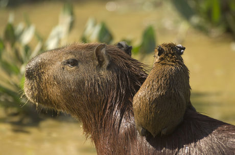 35 Capibara Stock Pictures, Editorial Images and Stock Photos ...