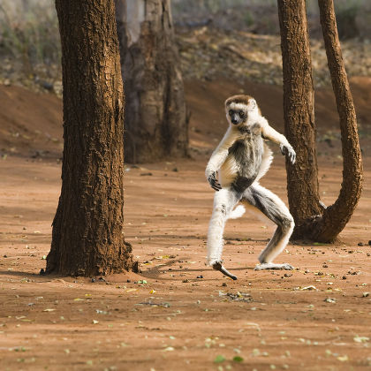 41 Monkey dances Stock Pictures, Editorial Images and Stock Photos ...