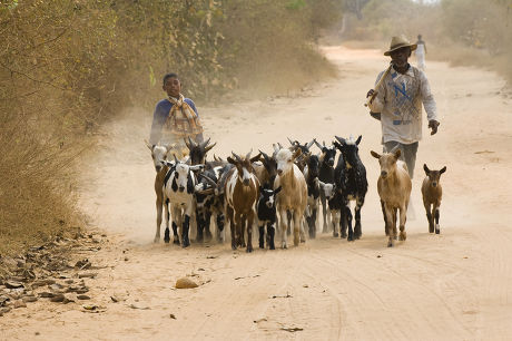 6 Boy herding goats Stock Pictures, Editorial Images and Stock Photos ...