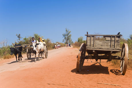 90 Cattle carts Stock Pictures, Editorial Images and Stock Photos ...