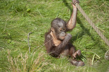 250 Monkey clings Stock Pictures, Editorial Images and Stock Photos ...