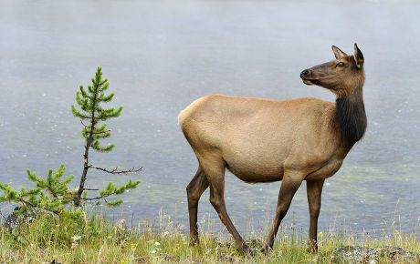 250 Cow elk Stock Pictures, Editorial Images and Stock Photos ...