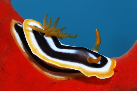 Magnificent Fire Sponge Latrunculia Magnifica Latrunculia Editorial ...