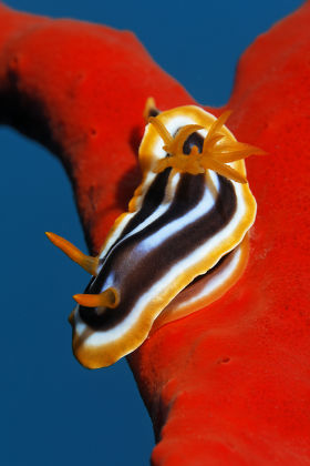 Magnificent Fire Sponge Latrunculia Magnifica Latrunculia Editorial ...