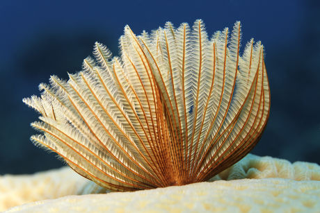 24 Fan worm Stock Pictures, Editorial Images and Stock Photos ...