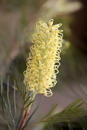 Needlewood Hakea Pin Bush Water Tree Editorial Stock Photo - Stock ...