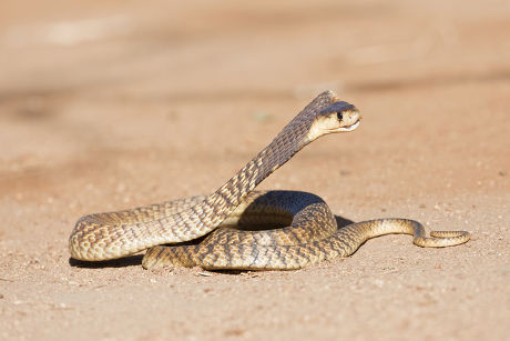 Rinkhals Ringnecked Spitting Cobra Hemachatus Haemachatus Editorial ...