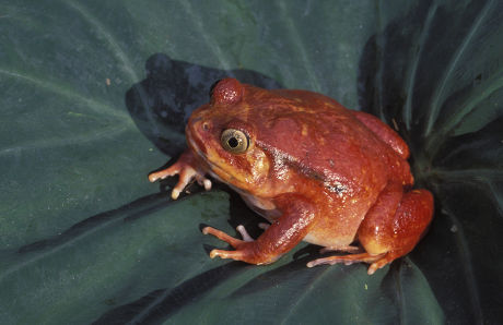 6 Crapaud rouge de madagascar Stock Pictures, Editorial Images and ...