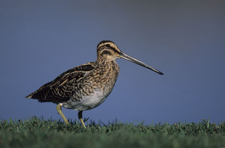 African Snipe Gallinago Nigripennis Gauteng South Editorial Stock Photo ...