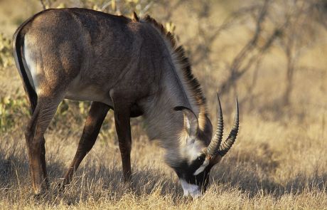56 Bovid species Stock Pictures, Editorial Images and Stock Photos ...