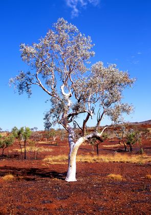 Eucalyptus Gum Tree Eucalyptus Karijini National Editorial Stock Photo ...