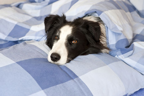 47 Slothfully Stock Pictures, Editorial Images and Stock Photos ...