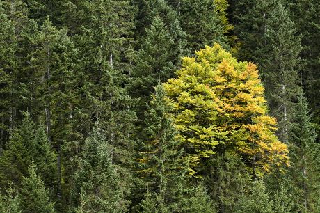 Sycamore Sycamore Maple Acer Pseudoplatanus Spruce Editorial Stock ...