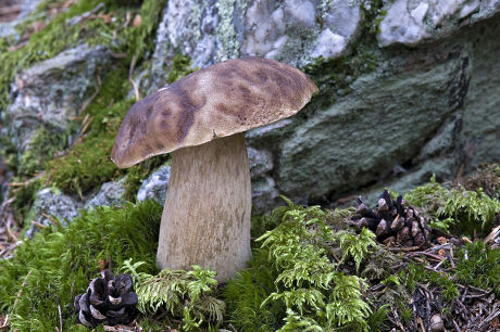 90 Ceps Stock Pictures, Editorial Images and Stock Photos | Shutterstock