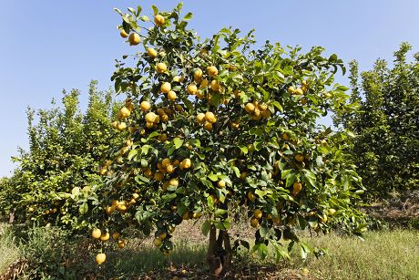 23 Lemon fruit farming Stock Pictures, Editorial Images and Stock ...
