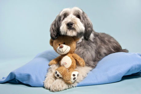 1 Bearded border collie Stock Pictures, Editorial Images and Stock ...