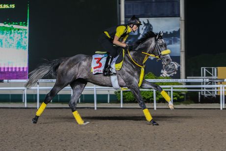 Meiner Frost Ar Early Morning Trackwork Editorial Stock Photo - Stock ...