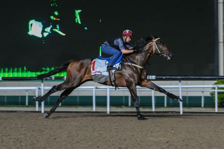 Cooptado Early Morning Trackwork Singapore International Editorial ...