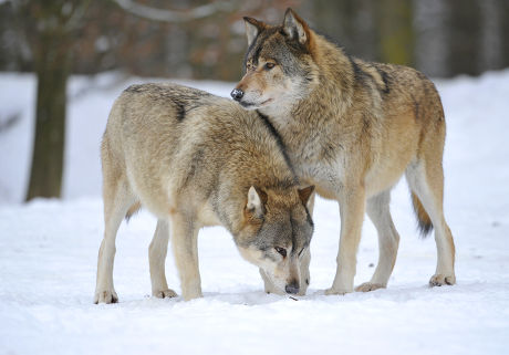 Mackenzie Wolves Eastern Wolf Canadian Wolf Editorial Stock Photo ...