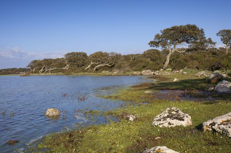 Giara Di Gesturi Plateau Pauli Majori Editorial Stock Photo - Stock ...
