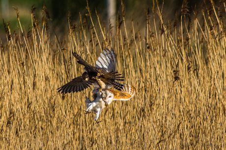 __COUNT__ imágenes de Kestrel and a barn owl engage in mid-air fight ...