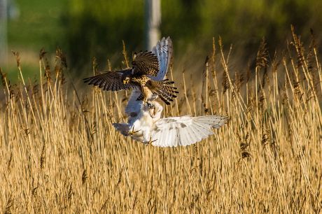 __COUNT__ Kestrel and a barn owl engage in mid-air fight, Cresswell ...