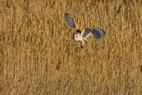 __COUNT__ Kestrel and a barn owl engage in mid-air fight, Cresswell ...