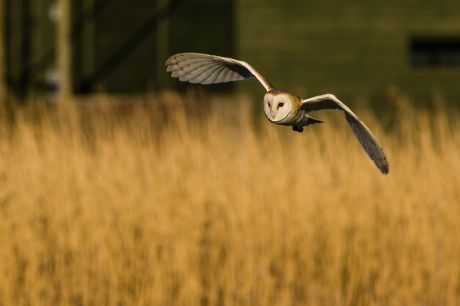 __COUNT__ Kestrel and a barn owl engage in mid-air fight, Cresswell ...
