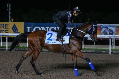 Kranje Lucky Nine Early Morning Trackwork Editorial Stock Photo - Stock ...