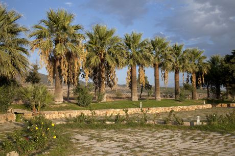 62 Row of palm trees Stock Pictures, Editorial Images and Stock Photos ...