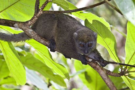 250 Lesser apes Stock Pictures, Editorial Images and Stock Photos ...