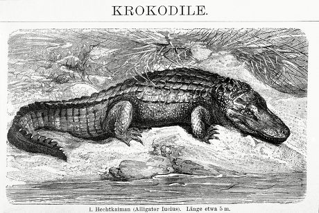 34 Black caiman Stock Pictures, Editorial Images and Stock Photos ...