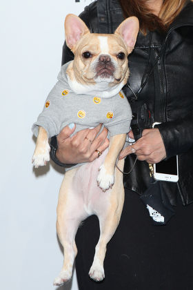 Chloe Mini Frenchie Editorial Stock Photo - Stock Image | Shutterstock