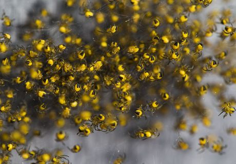 Hundreds Baby Garden Spiders Seen On Editorial Stock Photo - Stock ...