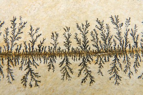 Dendrites Slabs Solnhofen Slate Germany Editorial Stock Photo - Stock ...