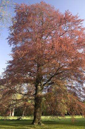 Copper Beech Fagus Sylvatica Purpurea Dusseldorf Editorial Stock Photo ...