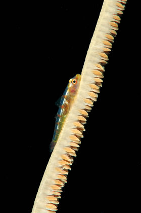 Large Whip Goby Whiteline Seawhip Goby Editorial Stock Photo - Stock ...