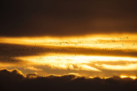 Flock Pinkfooted Geese Anser Brachyrhynchus Flying Editorial Stock ...
