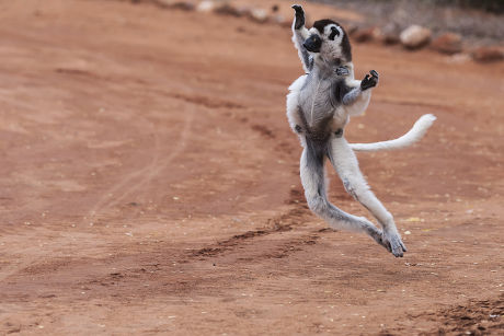 41 Monkey dances Stock Pictures, Editorial Images and Stock Photos ...