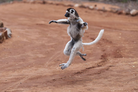 41 Monkey dances Stock Pictures, Editorial Images and Stock Photos ...