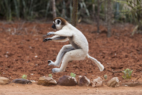 79 Monkey jumps Stock Pictures, Editorial Images and Stock Photos ...