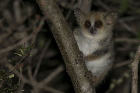 10 Cheirogaleidae Stock Pictures, Editorial Images and Stock Photos ...