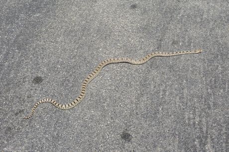 Great Basin Gopher Snake Pituophis Catenifer Editorial Stock Photo ...